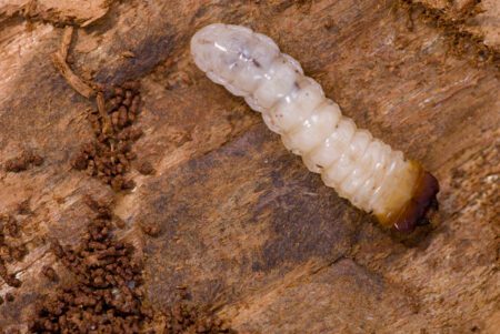 Houtwormbestrijding: hoe kun je houtwormen & boktorren bestrijden?