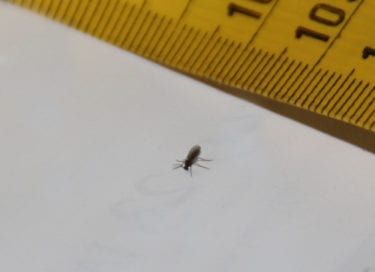 Rouwvliegjes / rouwmugjes: kleine vliegjes in kamerplanten & potgrond